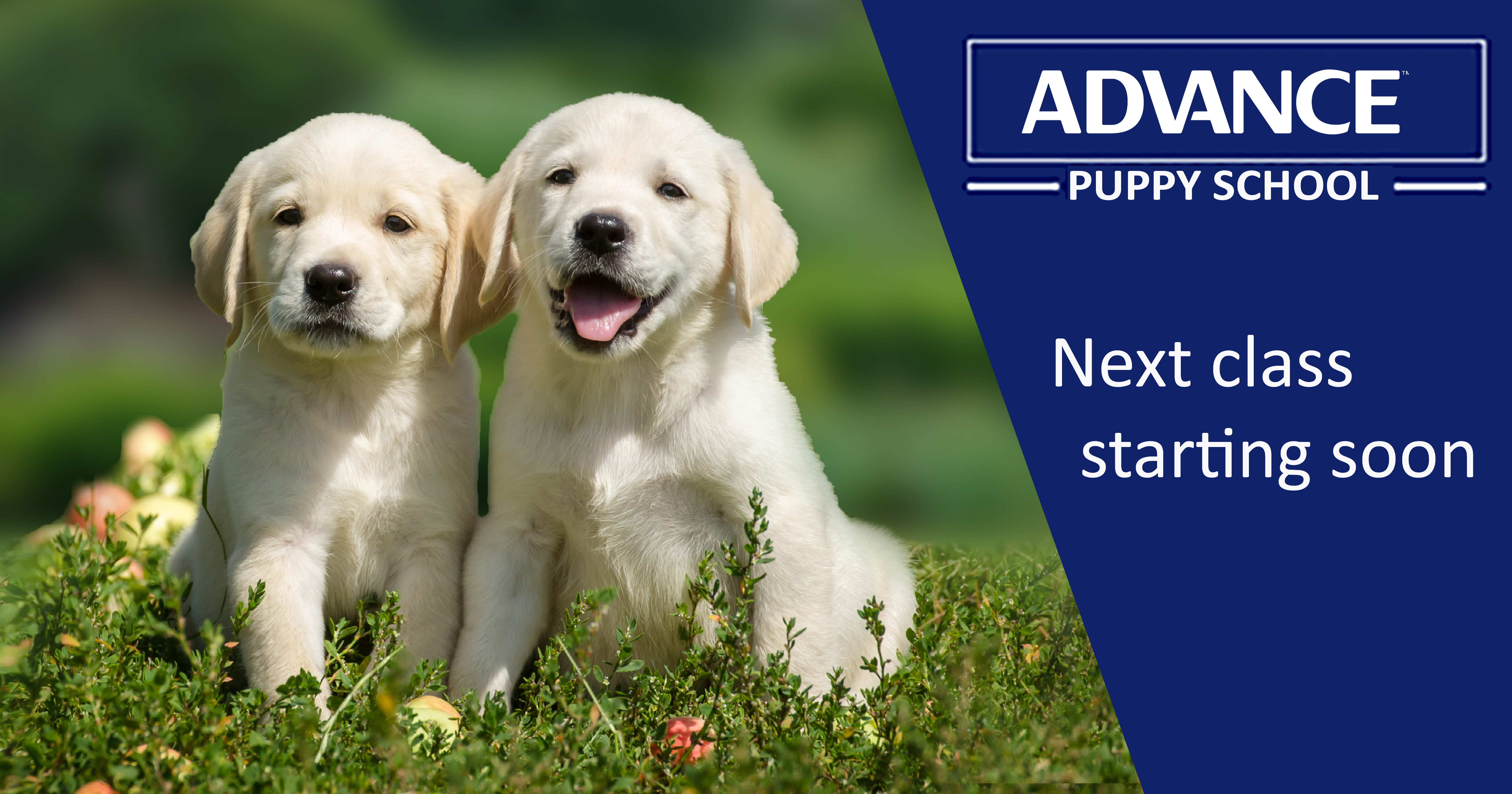 ADVANCE™ PUPPY PROGRAM | MARS VET PORTAL