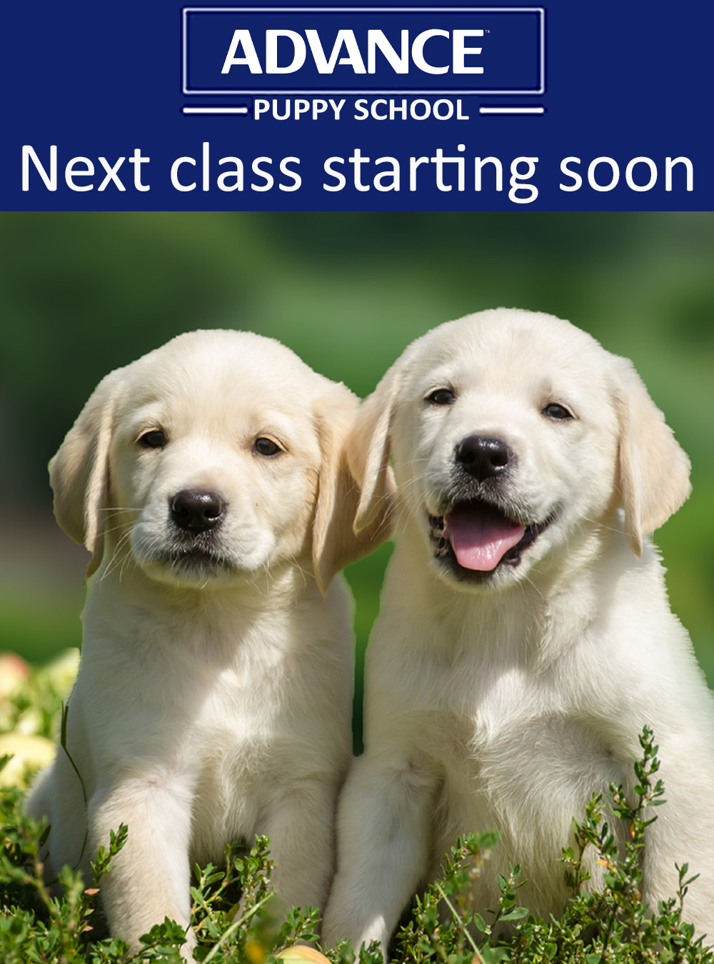 ADVANCE™ PUPPY PROGRAM | MARS VET PORTAL